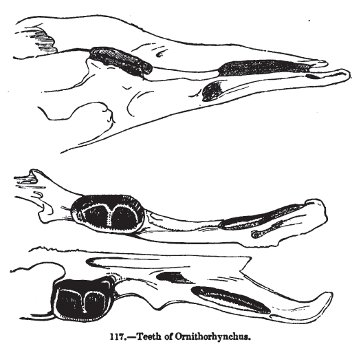 Platypuses (Ornithorhynchidae) - Know Your Mammals