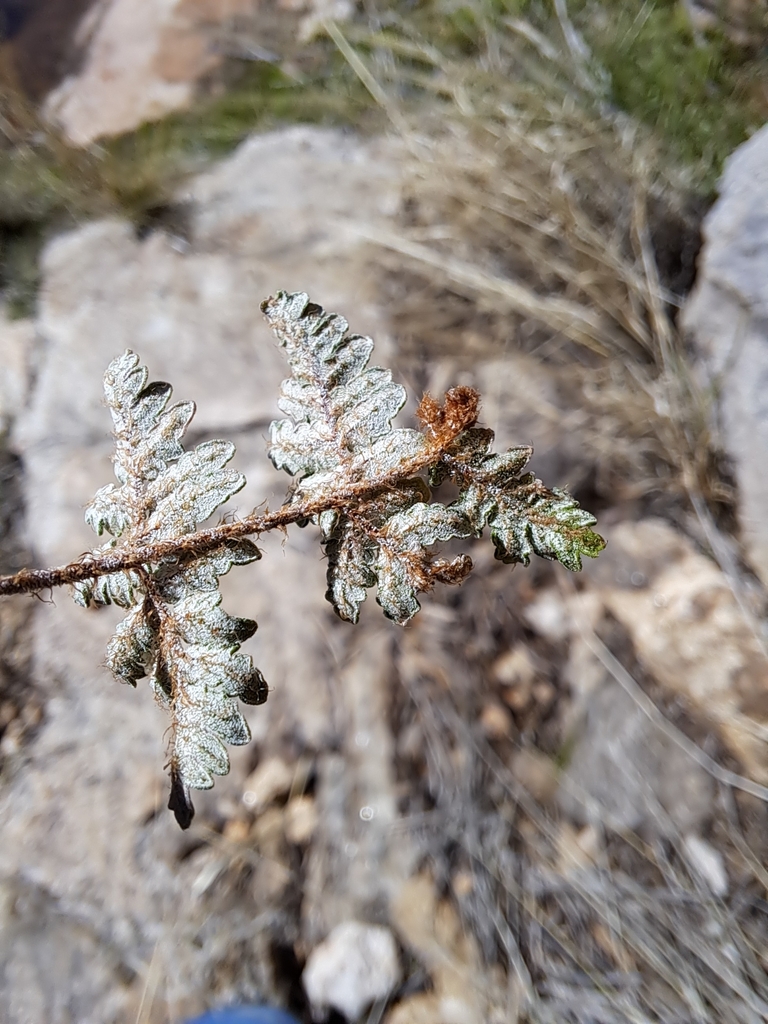 Gray's Cloak Fern from Vail, AZ 85641, USA on February 12, 2024 at 12: ...