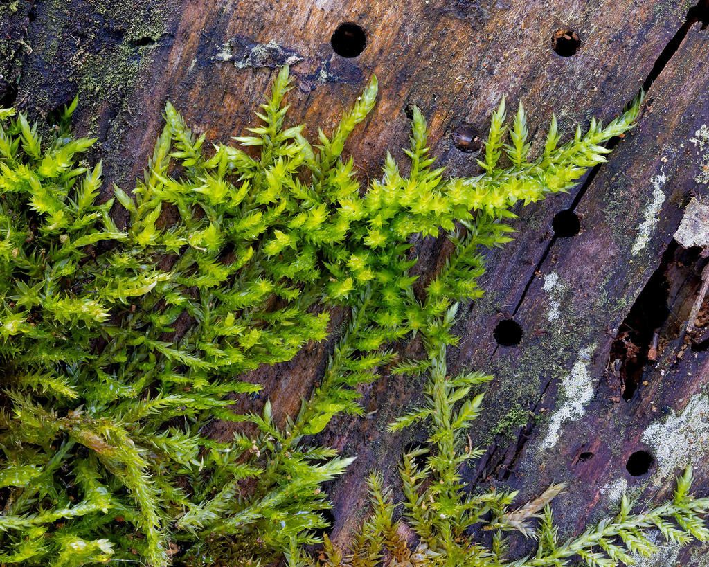Beautiful Branch Moss from Bradford County, PA, USA on February 11 ...