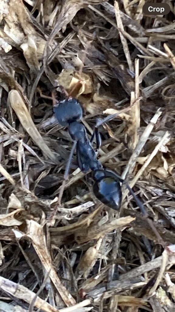 Australian Red Bull Ant from Burraneer Rd, Coomba Park, NSW, AU on ...