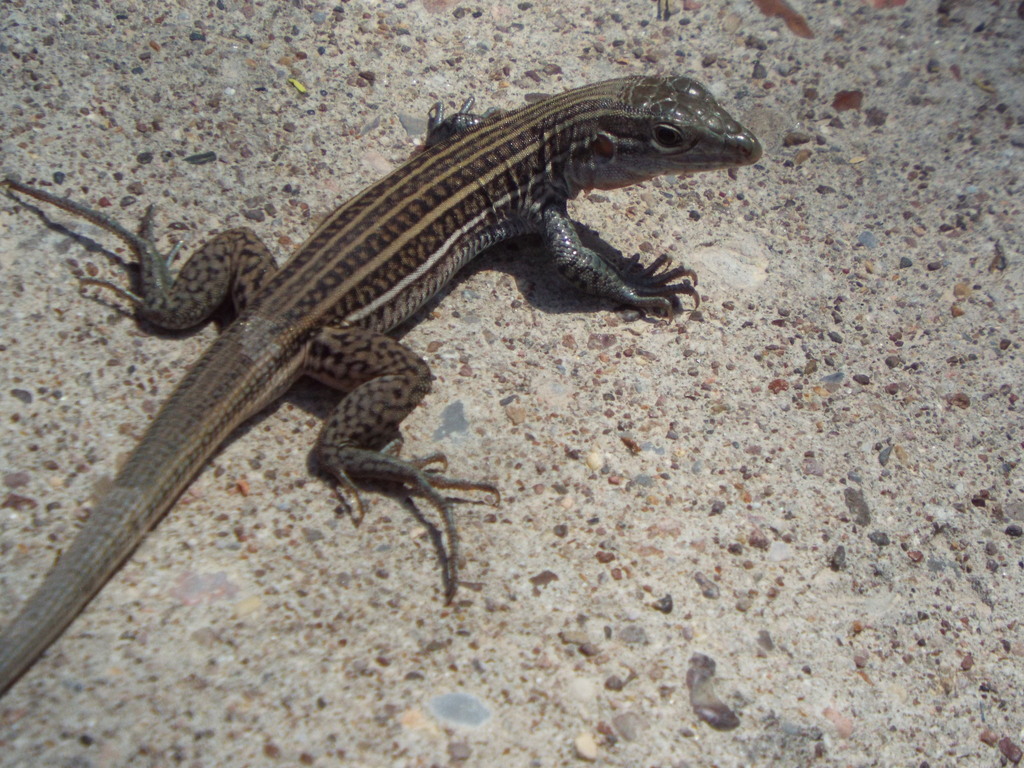 Marbled Whiptail from Lerdo, Dgo., México on May 17, 2023 at 11:27 AM ...