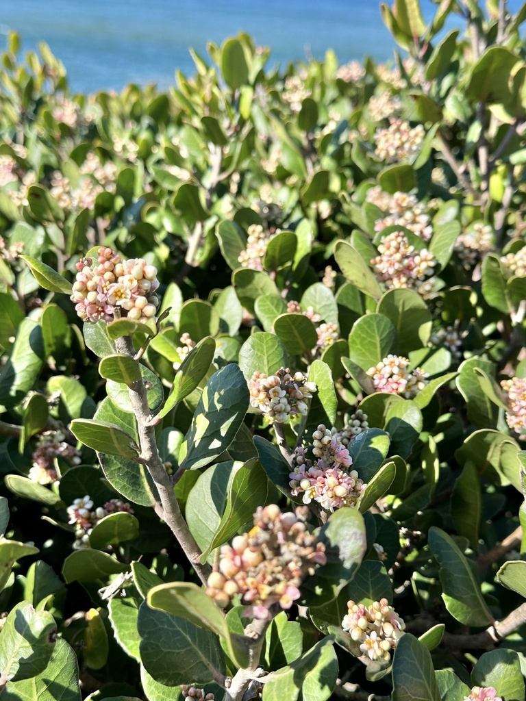 lemonade berry from Cabrillo National Monument, San Diego, CA, US on ...