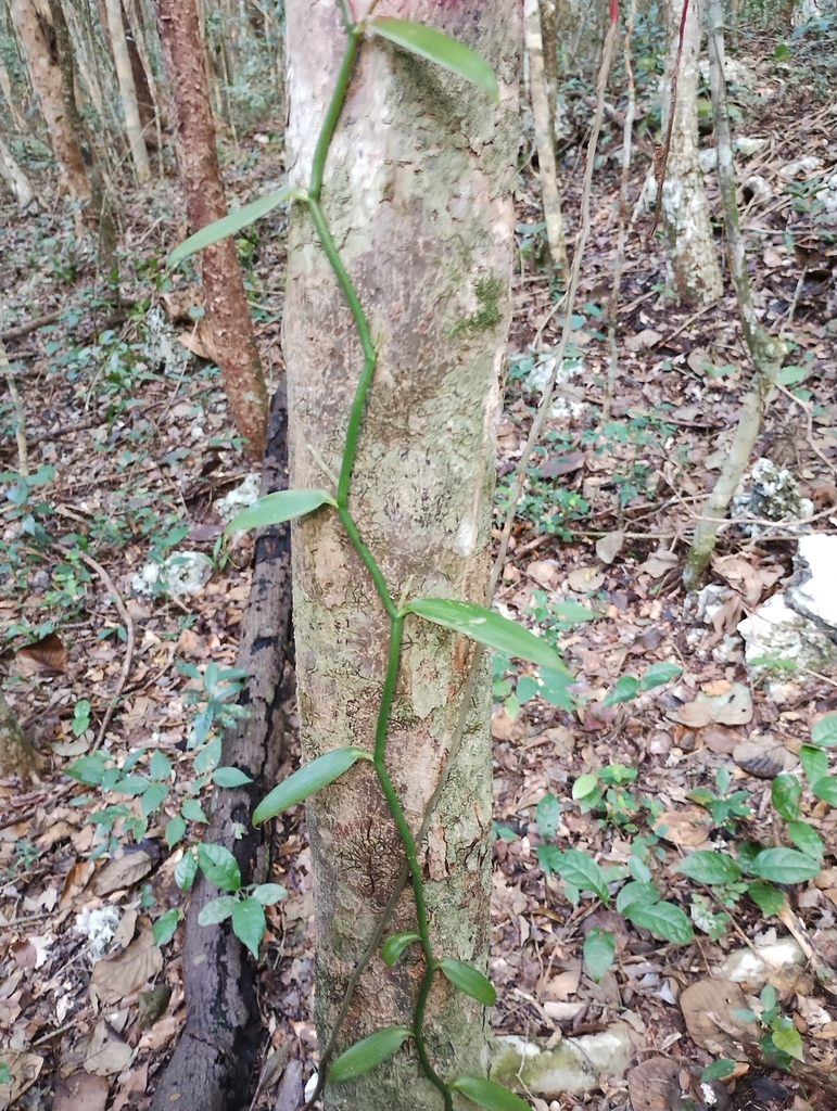 Vanilla insignis in January 2024 by Carlos Ku · iNaturalist