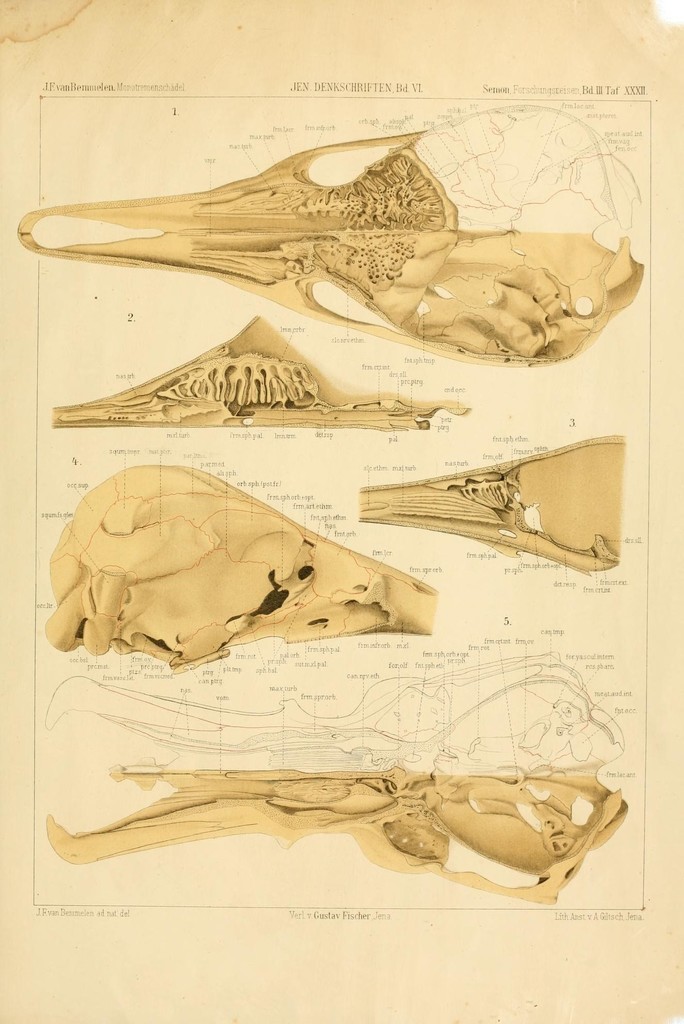 Monotremes (Monotremata) - Know Your Mammals