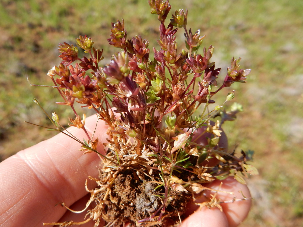 Earth Fruit in April 2019 by Bob O'Kennon · iNaturalist