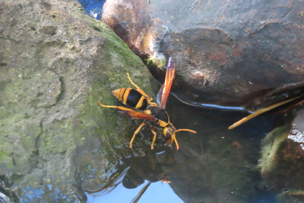 Abispa splendida from Coomba Park NSW 2428, Australia on February 13 ...
