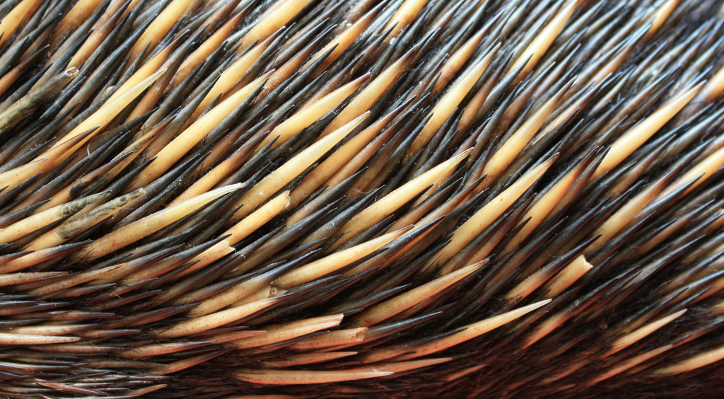 Monotremes (Monotremata) - Know Your Mammals