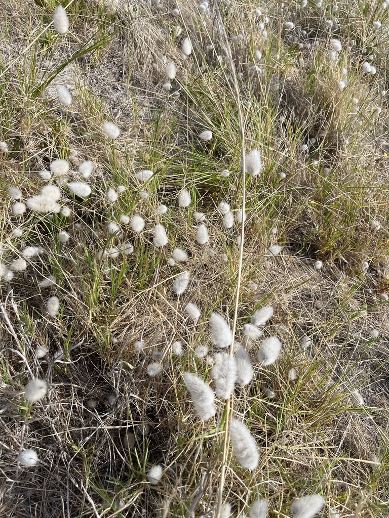 Hare's Tail Grass from Lacey View, Flinders, VIC, AU on February 13 ...