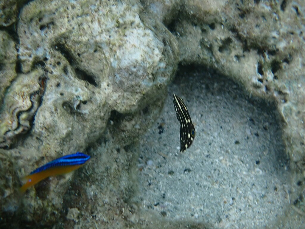 Pomacentrus from South Halmahera Regency, North Maluku, Indonesia on ...