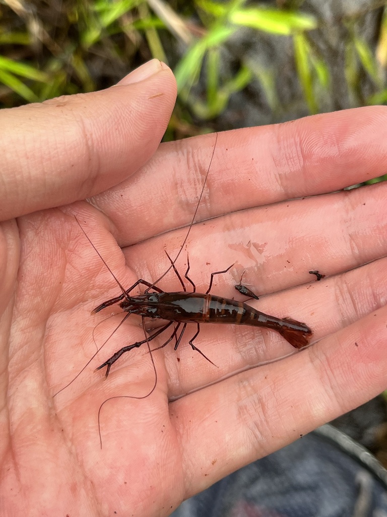Java river prawn in February 2024 by Aiman Azmi. Used to be M. trompii ...