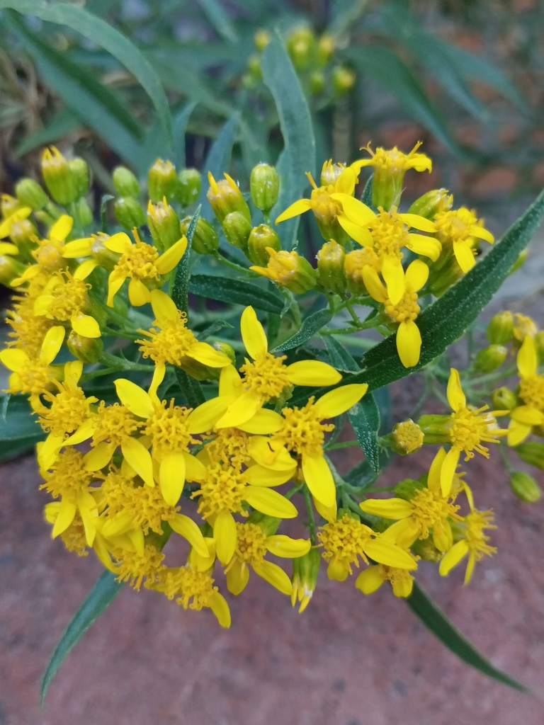 Willow Ragwort from San Mateo, 42400 Huichapan, Hgo., México on ...