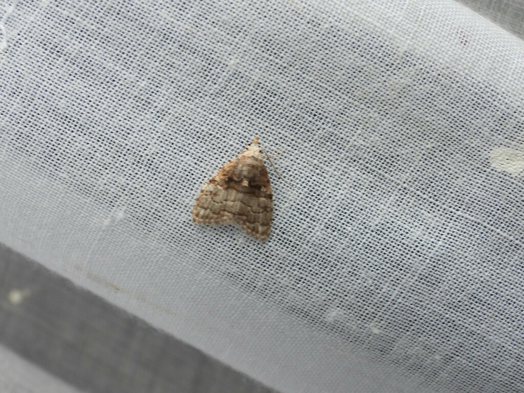 Pisara hyalospila from Lismore NSW 2480, Australia on February 13, 2024 ...