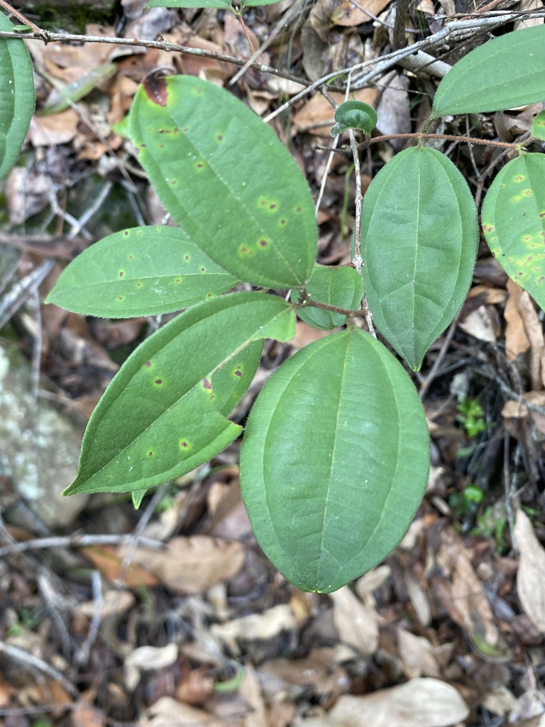 scrub turpentine from The Panorama, Tallai, QLD, AU on February 13 ...