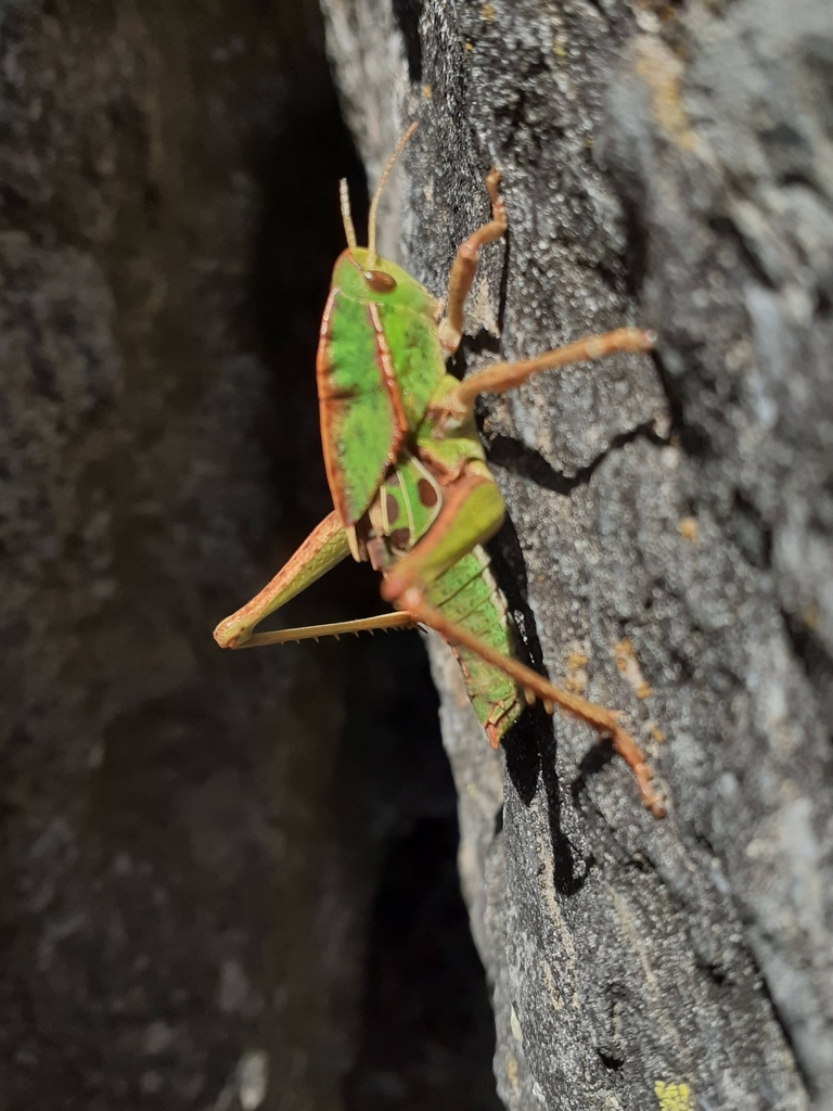 Alcamenes granulatus from Tornquist, Provincia de Buenos Aires ...