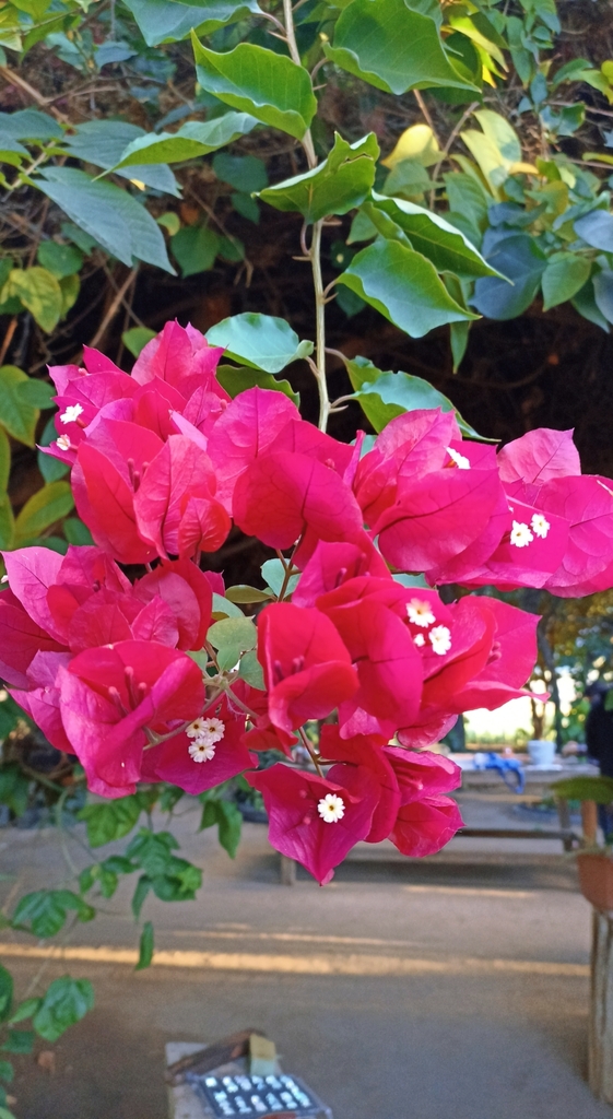 beautiful bougainvillea on February 10, 2024 at 05:37 PM by Jennifer ...