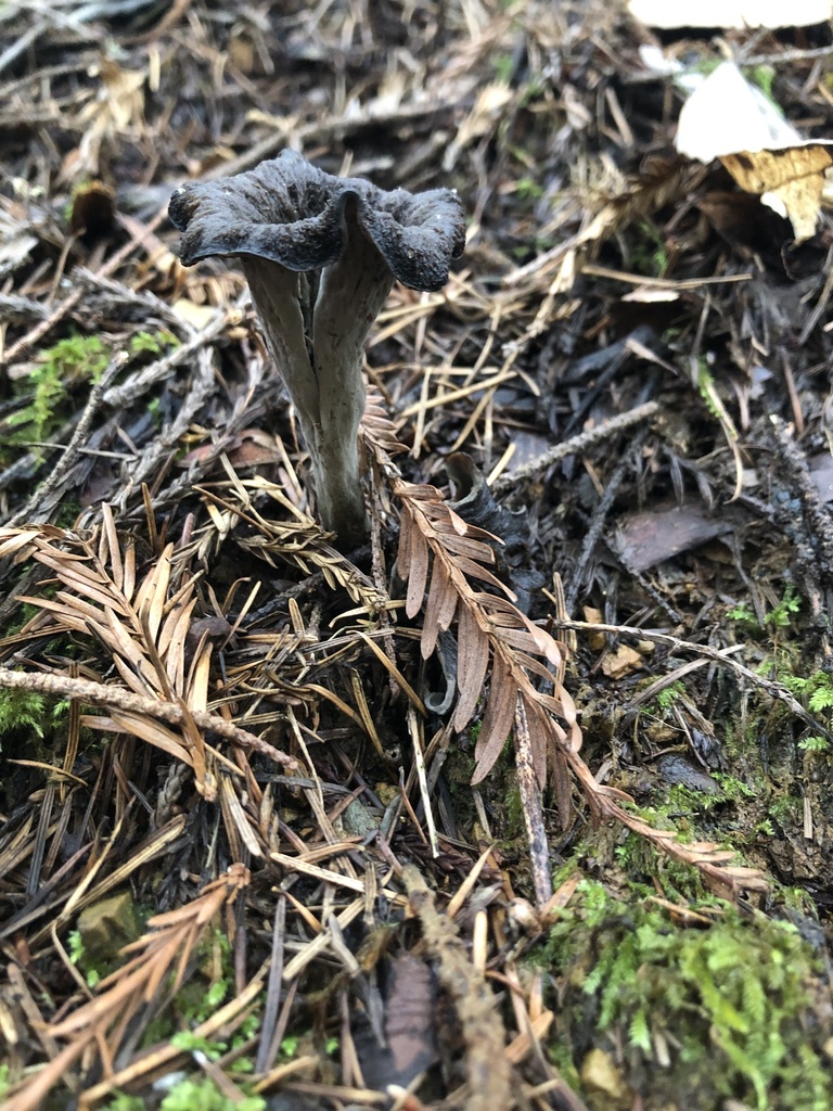California Black Trumpet from Manzanita Rd, Redwood City, CA, US on ...