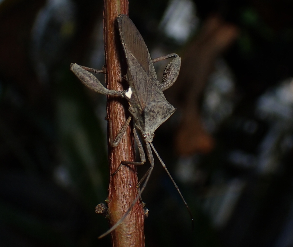 Mictis longicornis from Chiang Mai on February 13, 2024 at 07:51 AM by ...