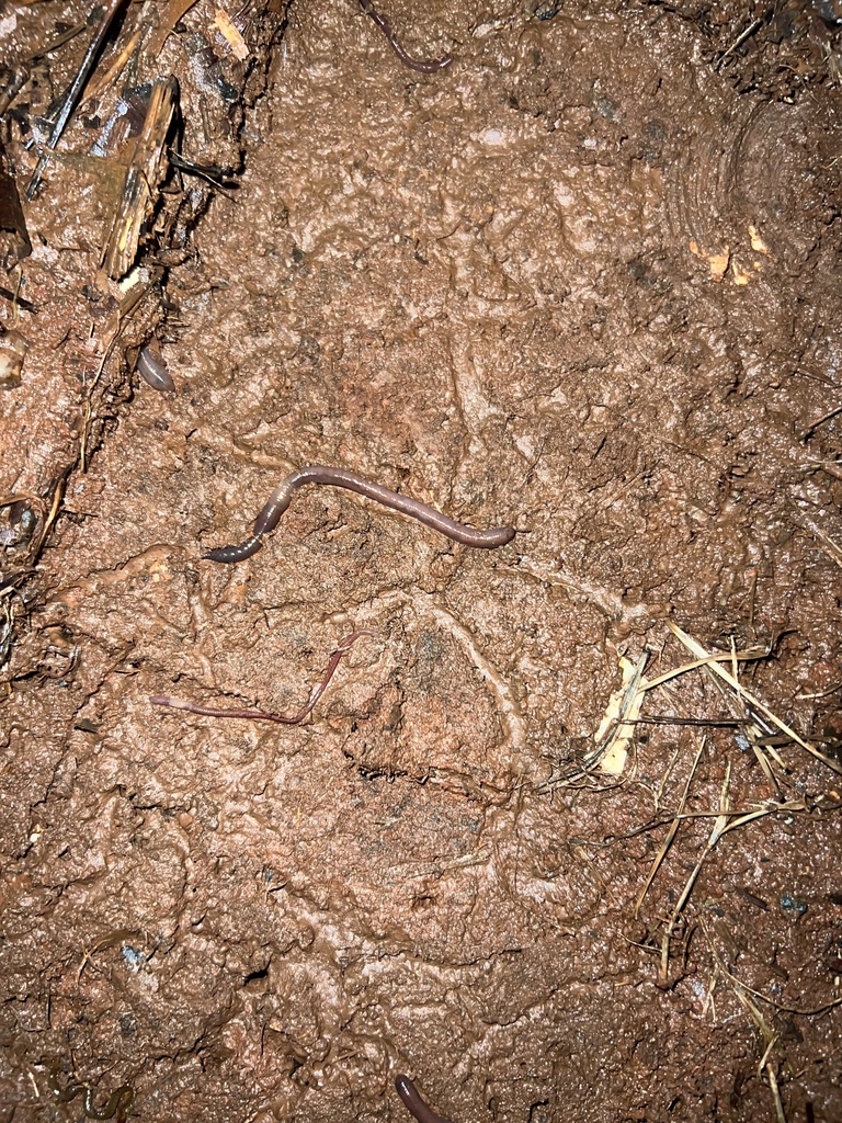Common Earthworm from Monroe Dr, Lexington, NC, US on January 28, 2024 ...