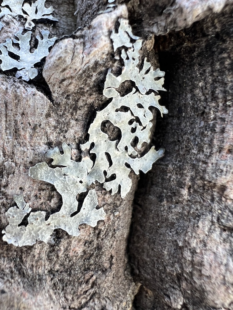 Bottlebrush Shield Lichen from Shimokuchoro, Tsurui, Akan-Gun, Hokkaido ...