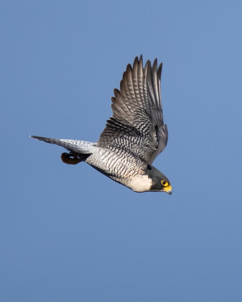 Peregrine Falcon from Shoreham, VT 05770, USA on February 10, 2024 at ...