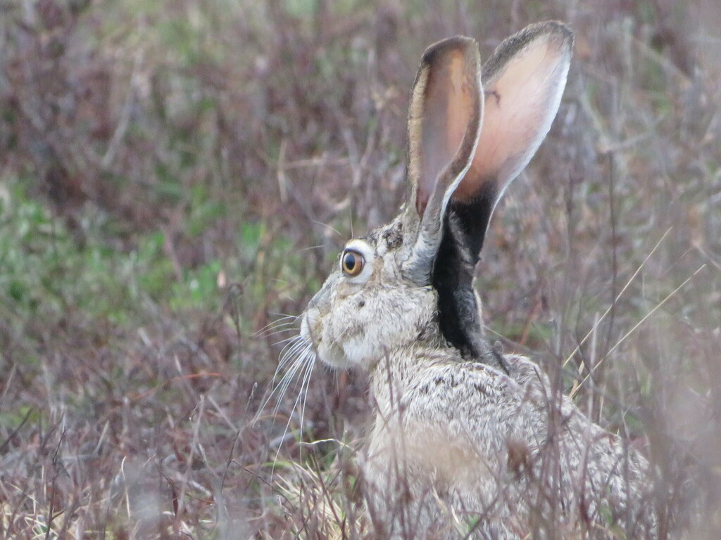 Black-tailed Jackrabbit from Starr County, TX, USA on February 10, 2024 ...