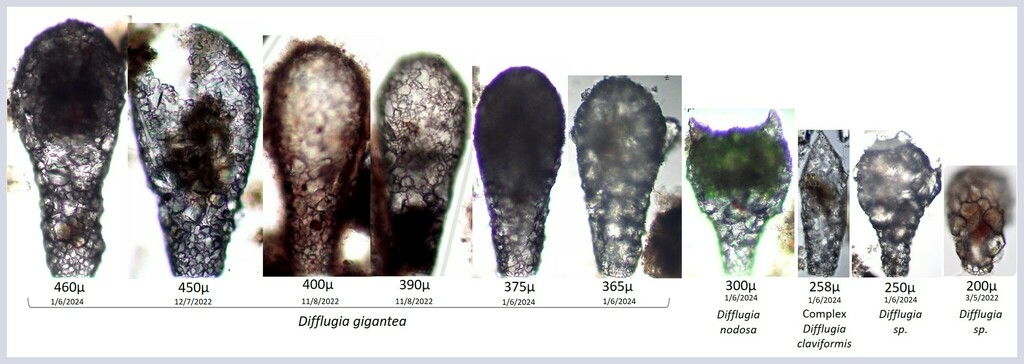 Difflugia gigantea from Ledyard, CT, USA - Lantern Hill Pond on January ...
