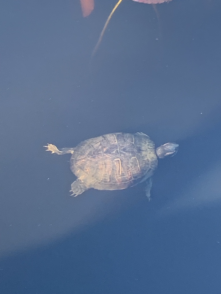 Red-eared Slider from Ty Terrace St, San Antonio, TX, US on February 10 ...