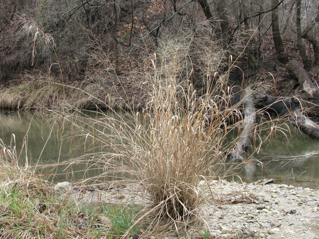 switchgrass from Benbrook, TX, USA on February 10, 2024 at 02:54 PM by ...