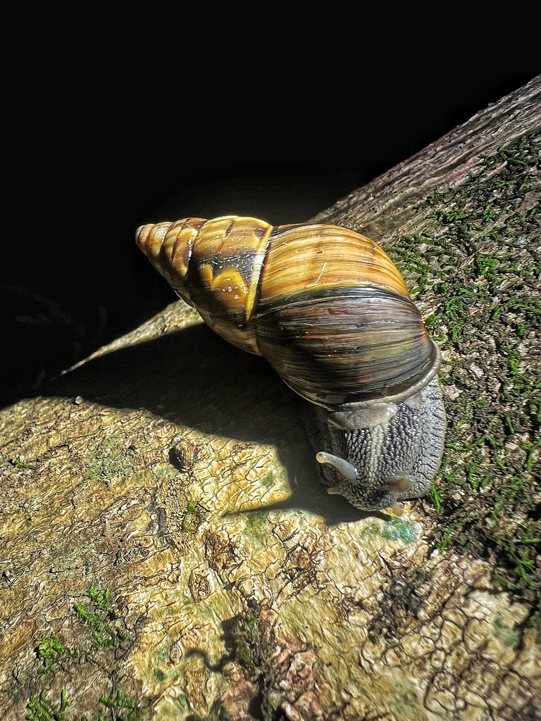 Orthalicus phlogerus from Araguari, MG, BR on January 3, 2024 at 07:44 ...