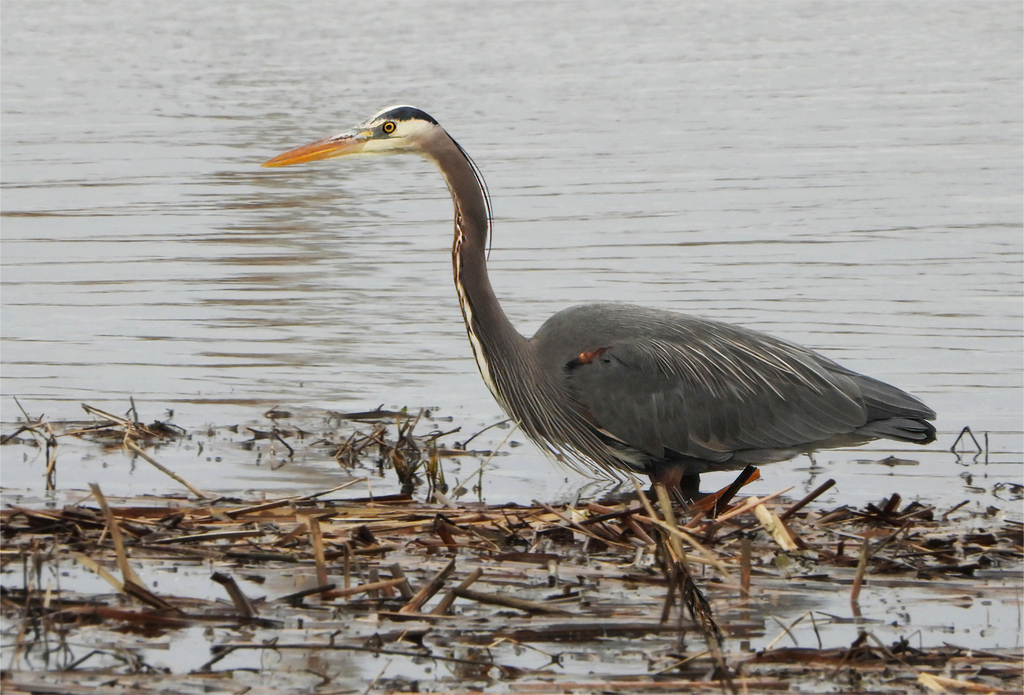 Great Blue Heron from Svensen Island on February 8, 2024 at 02:45 PM by ...
