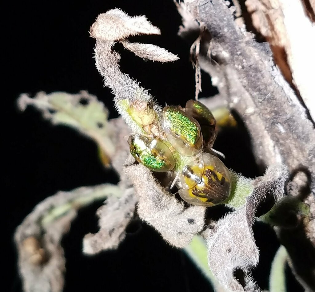 Geiger Tortoise Beetle from South Beach, Miami Beach, FL 33139, USA on ...