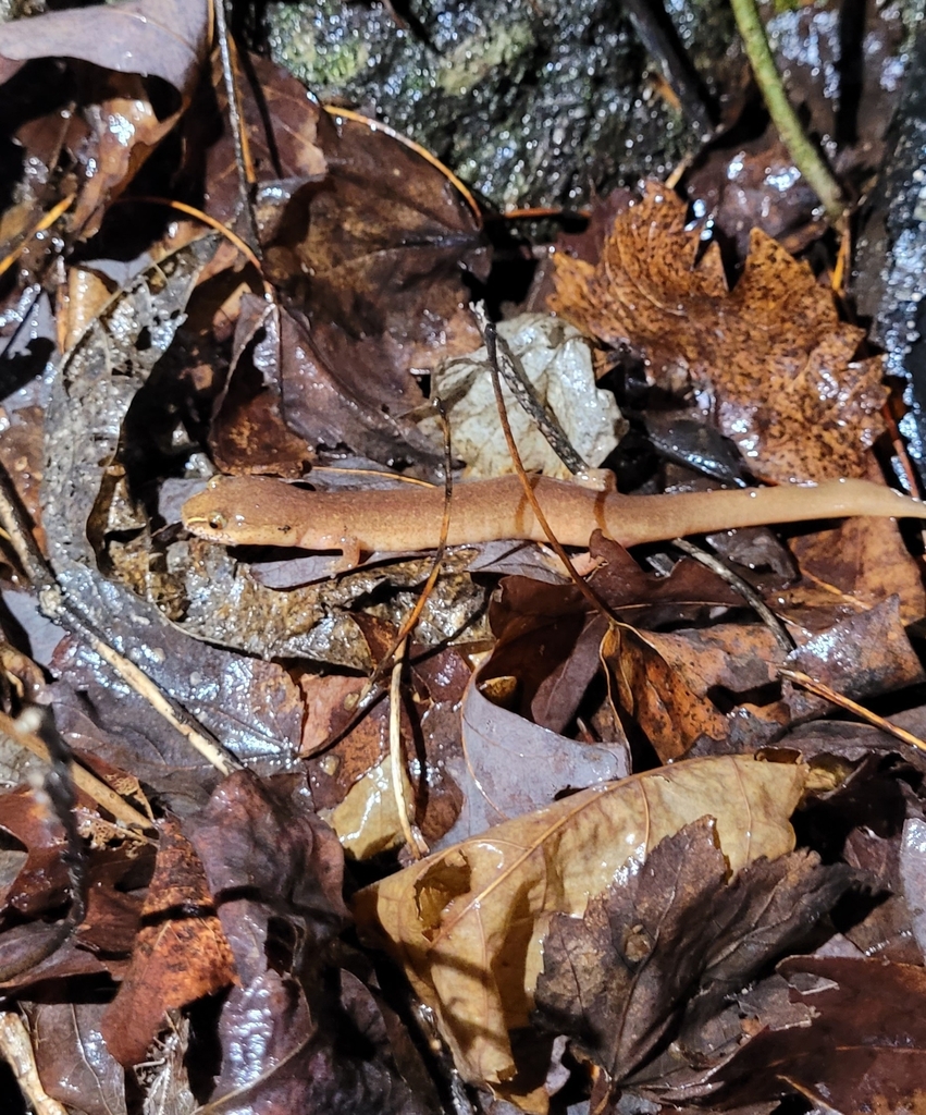 Carolina Spring Salamander in February 2024 by White Oak Creek Wildlife ...