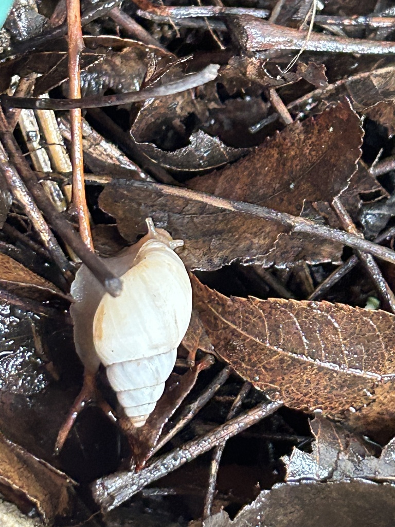 Prairie Rabdotus from Gran Vista St, San Antonio, TX, US on January 24 ...