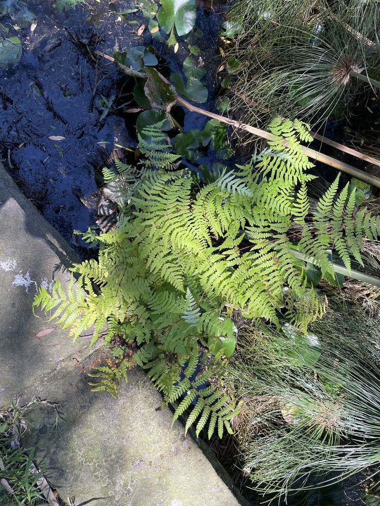 Water Fern from Centennial Park, Centennial Park, NSW, AU on February ...