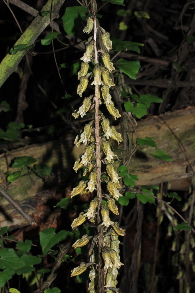 Gastrodia molloyi from Broad Bay, Dunedin 9014, New Zealand on February ...