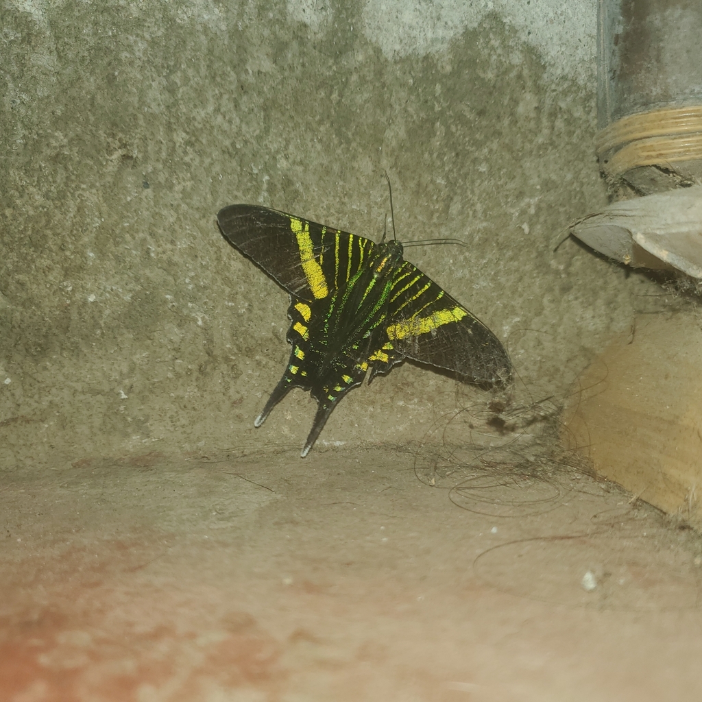 Urania Swallowtail Moth from Mariquita, Tolima, Colombia on February 12 ...