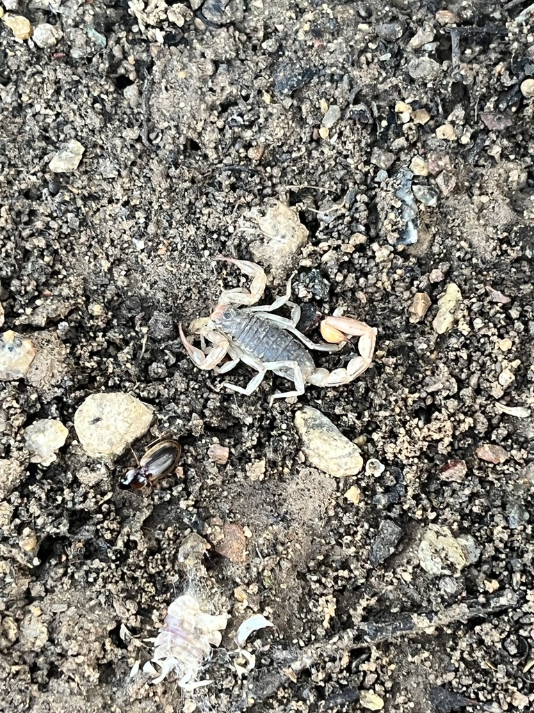 California common scorpion from UC San Diego, San Diego, CA, US on ...