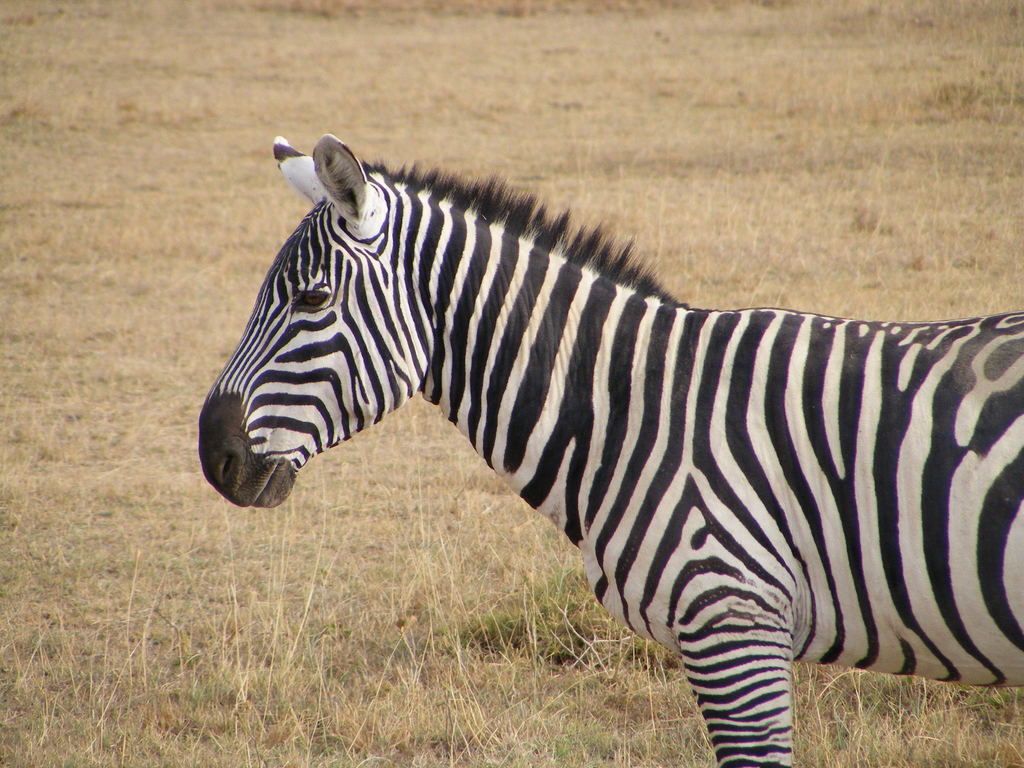 Plains Zebra in April 2009 by Abigail Rumsey · iNaturalist