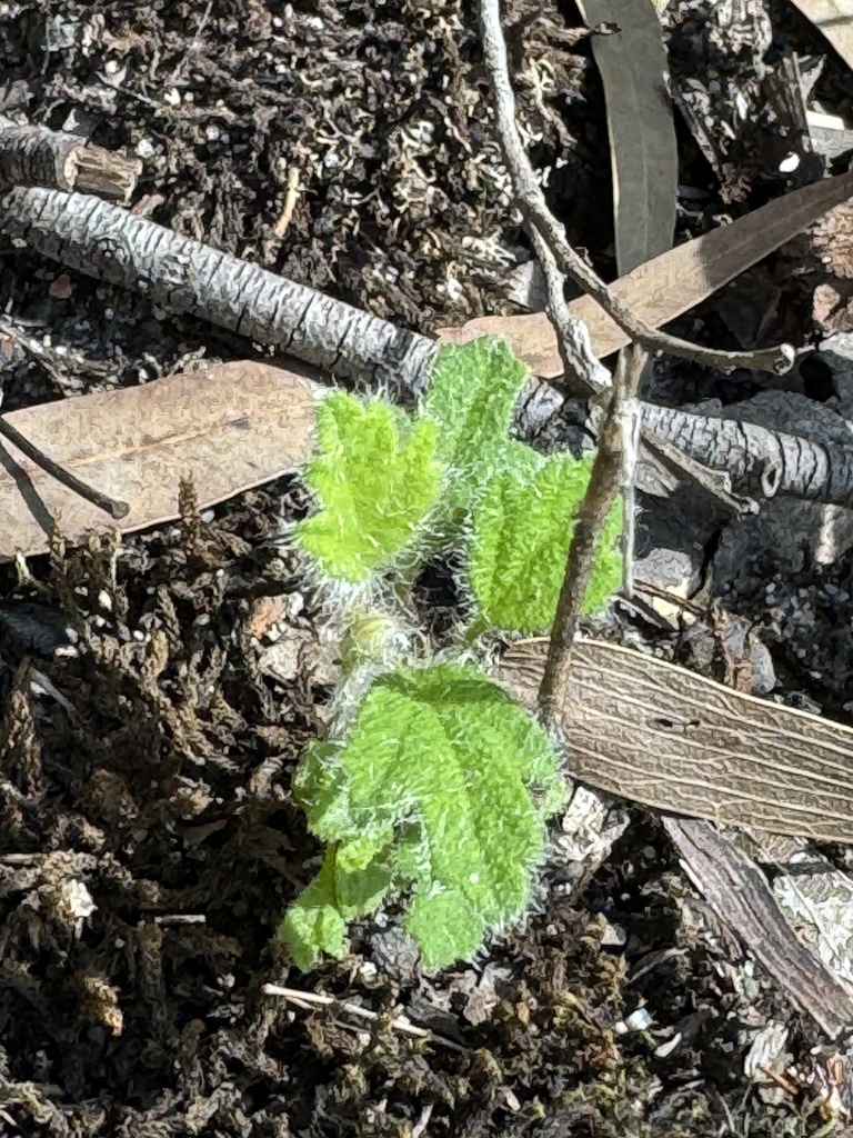 Woolly Xanthosia from Berowra Valley National Park, Galston, NSW, AU on ...