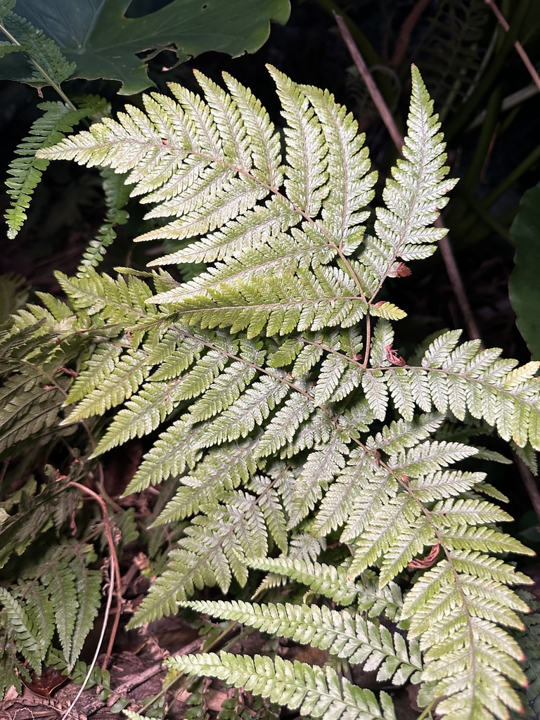 Broad Shield Fern in February 2024 by KOFANG · iNaturalist