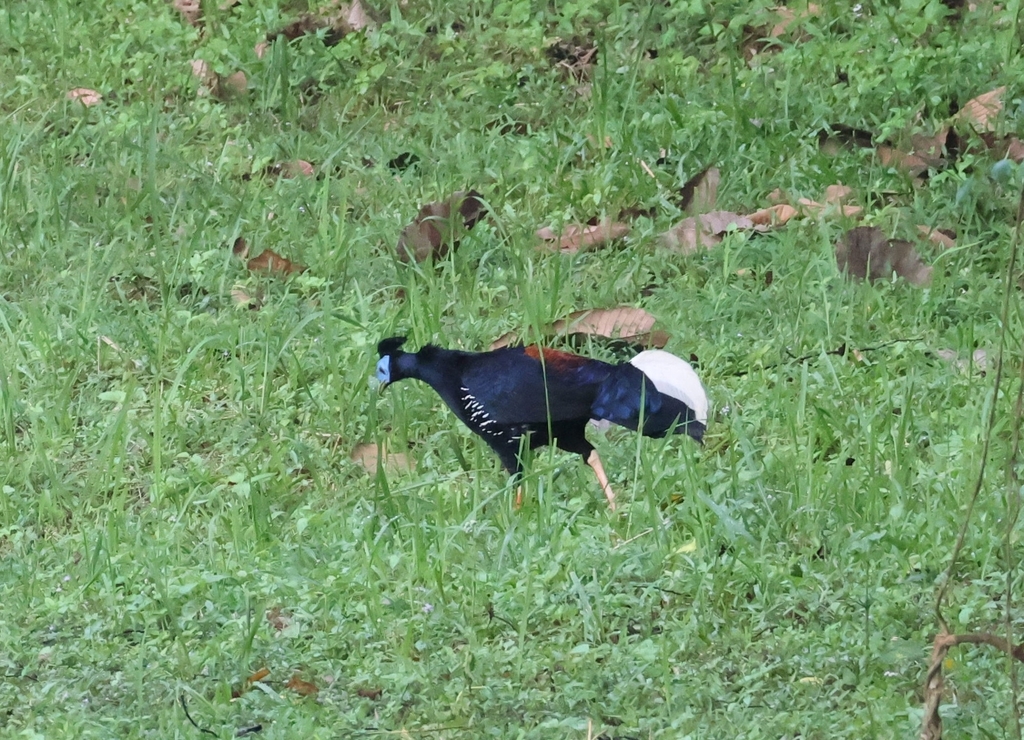 Malayan Crested Fireback in February 2024 by Victor Heng · iNaturalist
