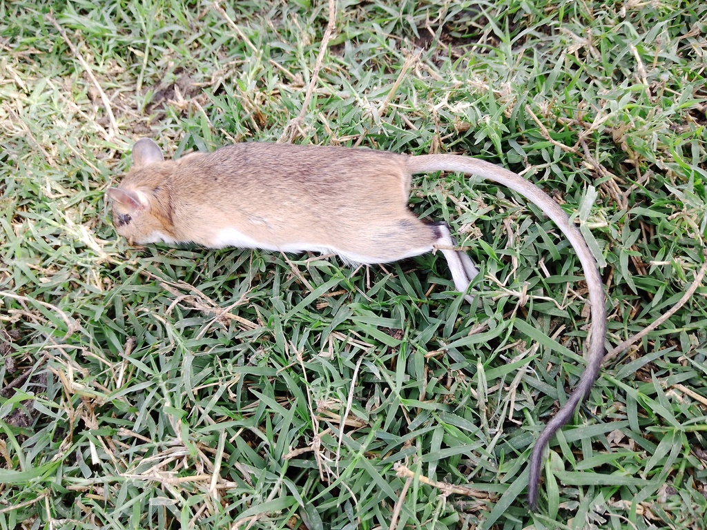 Black-tailed Gerbil from Athi River, Kenya on November 25, 2021 at 09: ...
