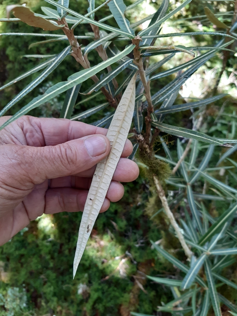 Lancewood tree daisy from Akatarawa Valley, Upper Hutt 5372, New ...