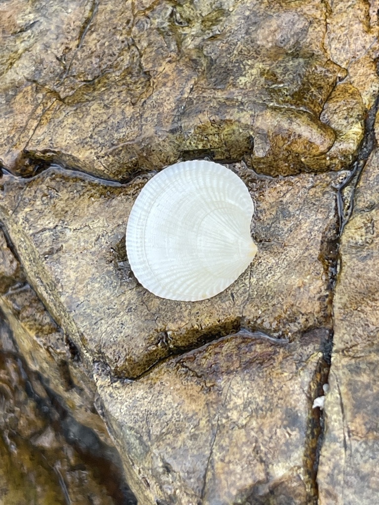 Ctena bella from Woolgoolga Bay, Woolgoolga, NSW, AU on February 10 ...