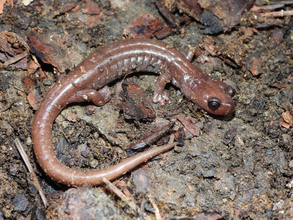 Scott Bar Salamander in March 2022 by diomedea_exulans_li · iNaturalist