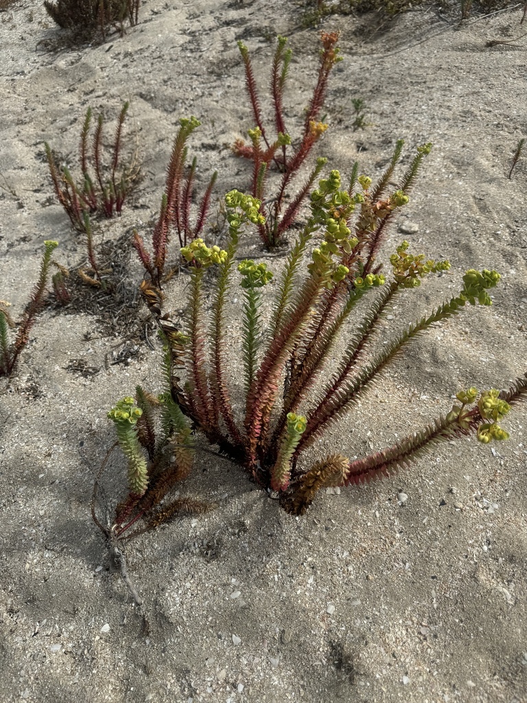 Sea Spurge from Coorong National Park, Coorong, SA, AU on February 13 ...