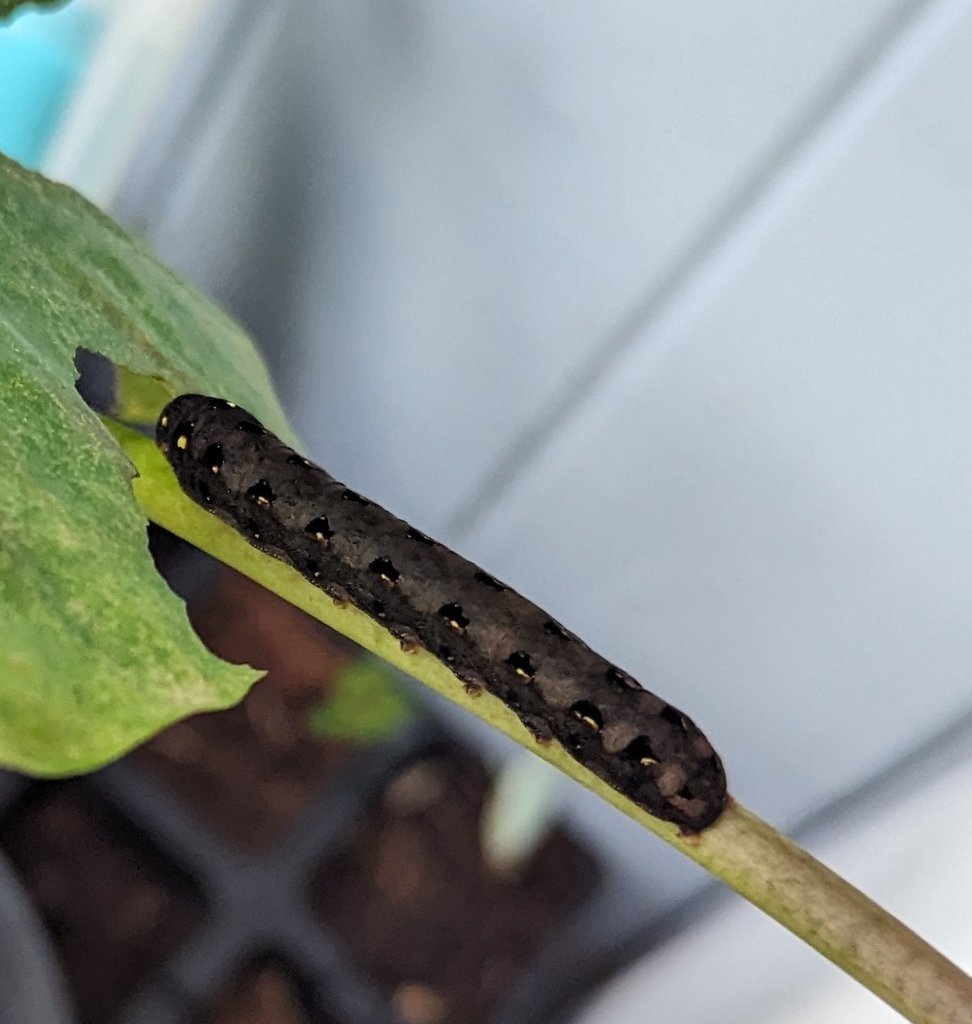 Oriental leafworm moth from Marvin St near Olmai Ave, Eastern Heights ...