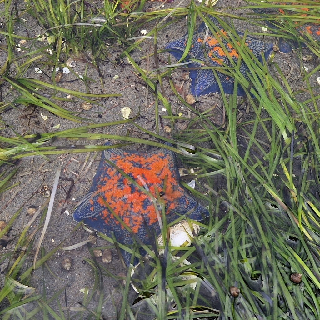 Blue Bat Star from Сахалинская обл., Россия, 694003 on July 04, 2023 at ...