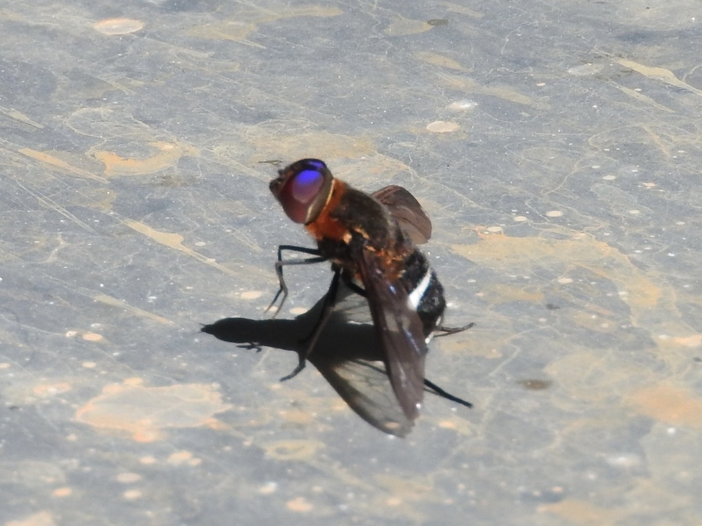 Ligyra doryca in February 2024 by danicalockett. Very large flies ...