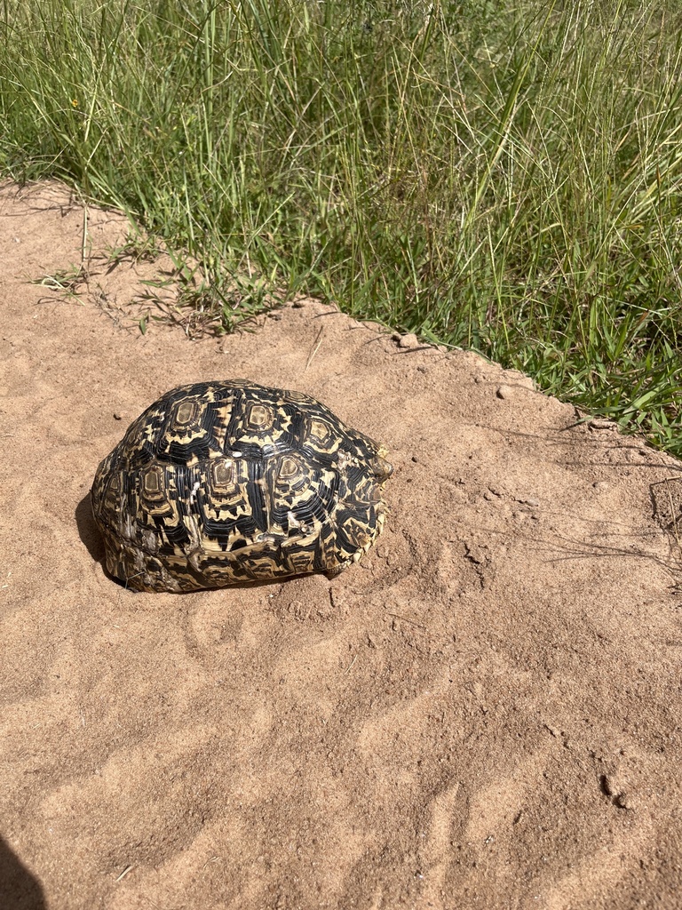 Leopard Tortoise from Maasai Mara National Reserve, Narok, Narok, KE on ...